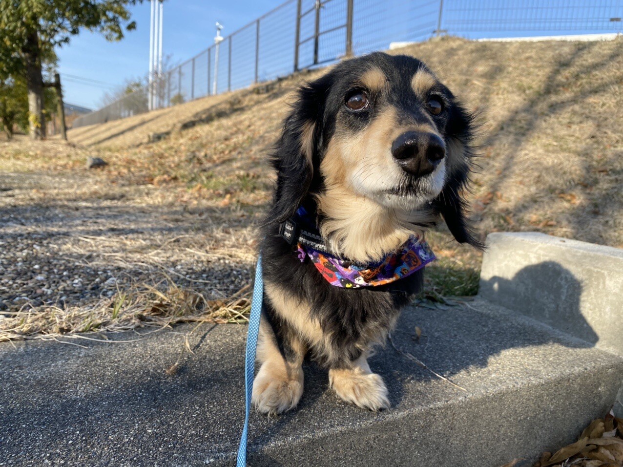 YAMAPでDOMO導入〜！ ………… ... / たまちゃんさんのモーメント | YAMAP / ヤマップ