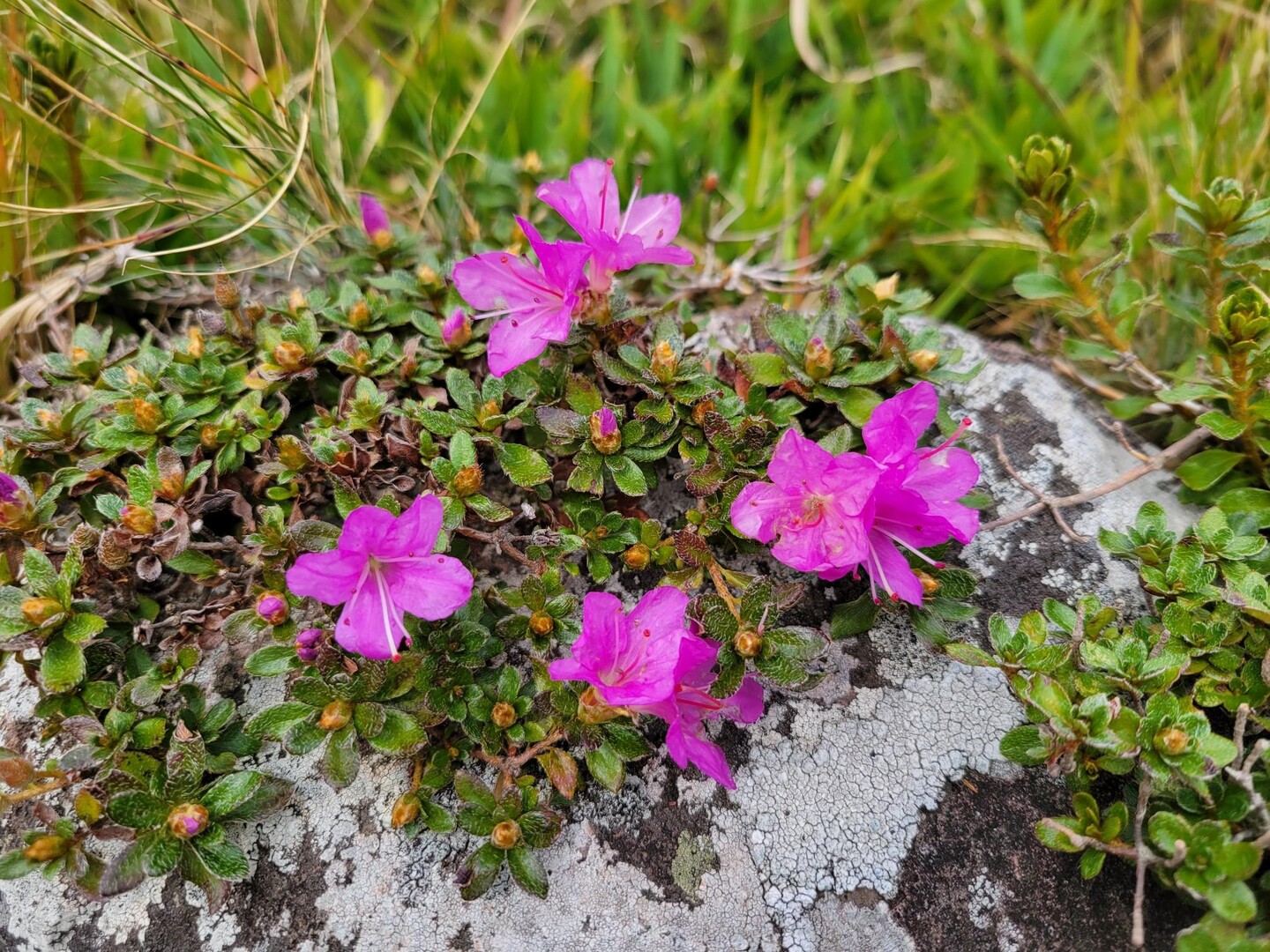 くじゅう27サミッツ コンプリート😝 / ヤマしんSP🌾さんの九重山（久住山）・大船山・星生山の活動データ | YAMAP / ヤマップ