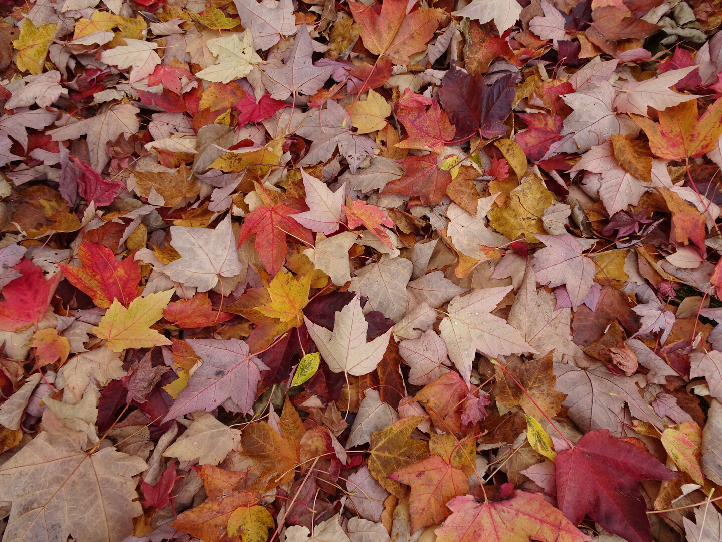 香雪園のMOMI-G / wajiさんの函館市の活動データ | YAMAP / ヤマップ