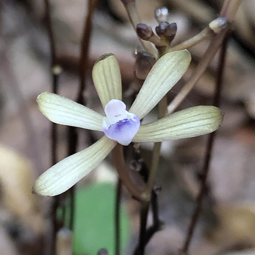 やったぁ、完全開花！ 本日(7月4日)... / zaucatsさんのモーメント | YAMAP / ヤマップ
