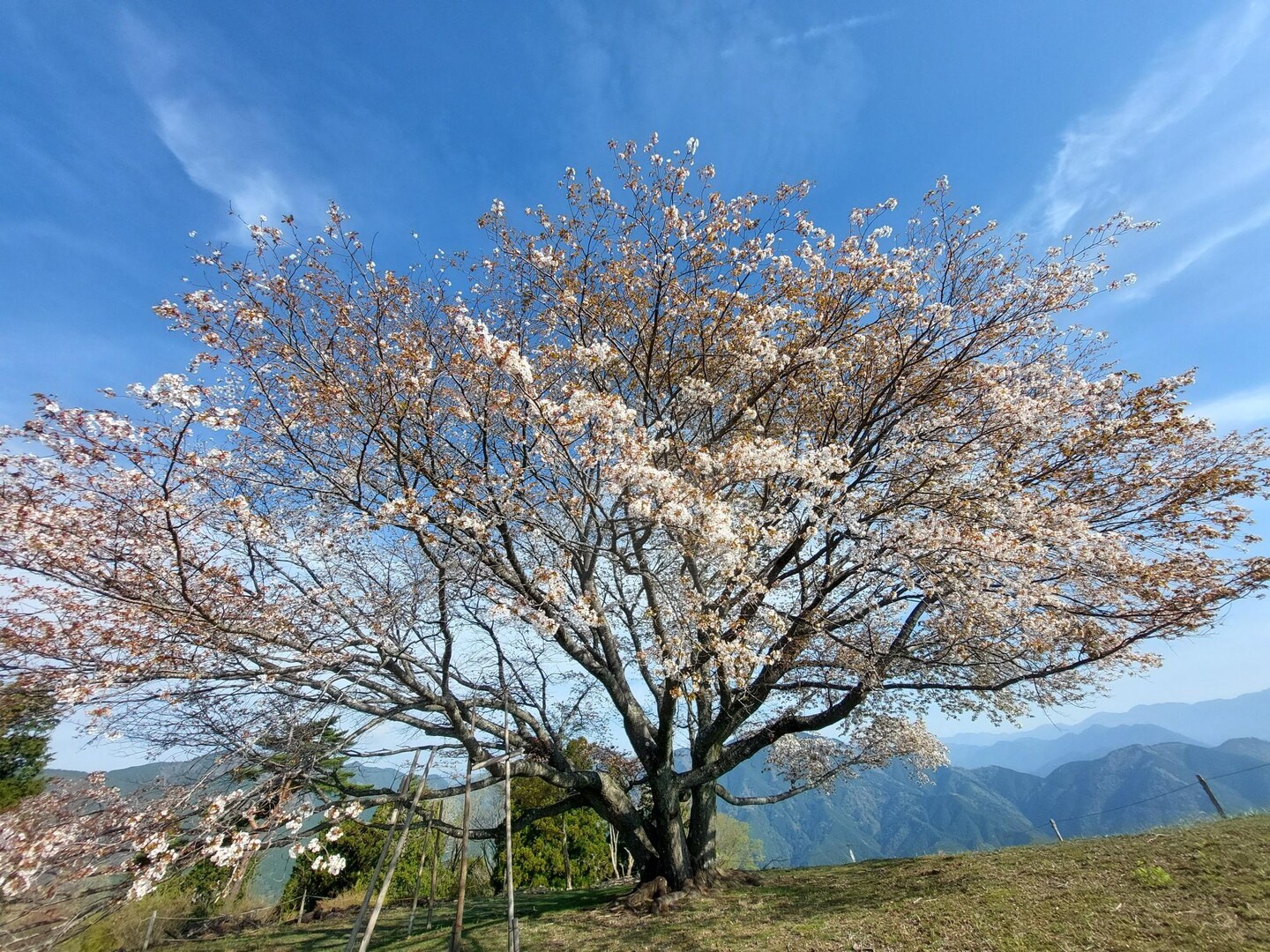 20240413 高山(牛ケ峰)_一本桜 / sasaさんの突先山・高山（牛ヶ峰）・大棚山の活動データ | YAMAP / ヤマップ