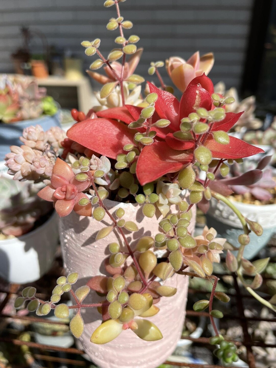 日光にあたり、徐々に色の変化が🎶 / よっしー3110さんのモーメント | YAMAP / ヤマップ