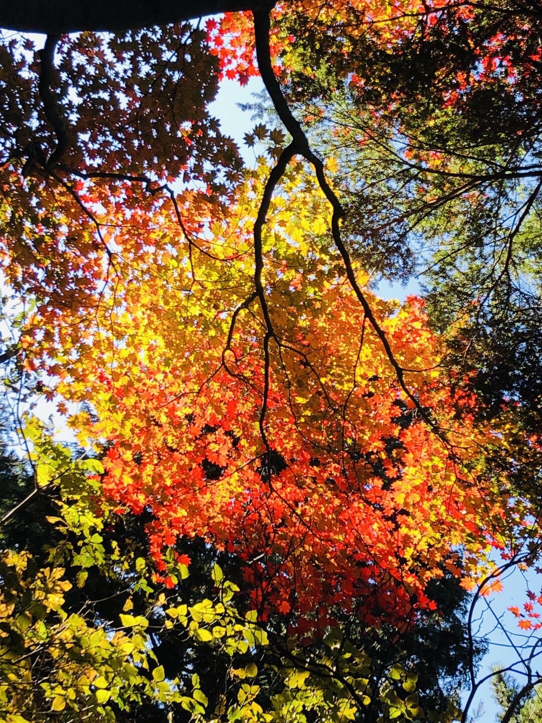 秋真っ盛り 御岳山 / tac_aさんの大岳山・御岳山・御前山の活動データ | YAMAP / ヤマップ