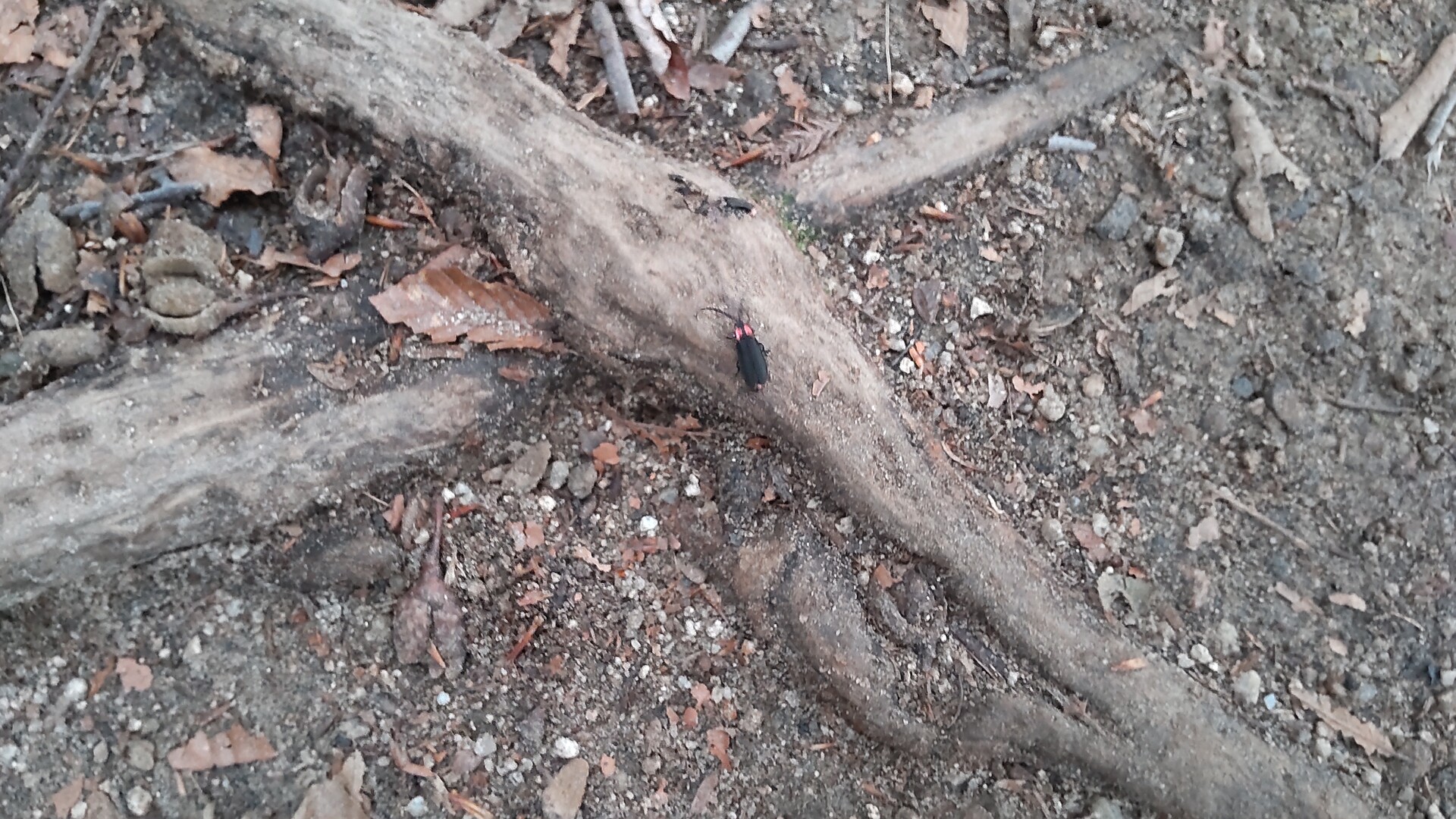 9合目を過ぎたところで、ホタルが。 / uttyokoさんのモーメント | YAMAP / ヤマップ