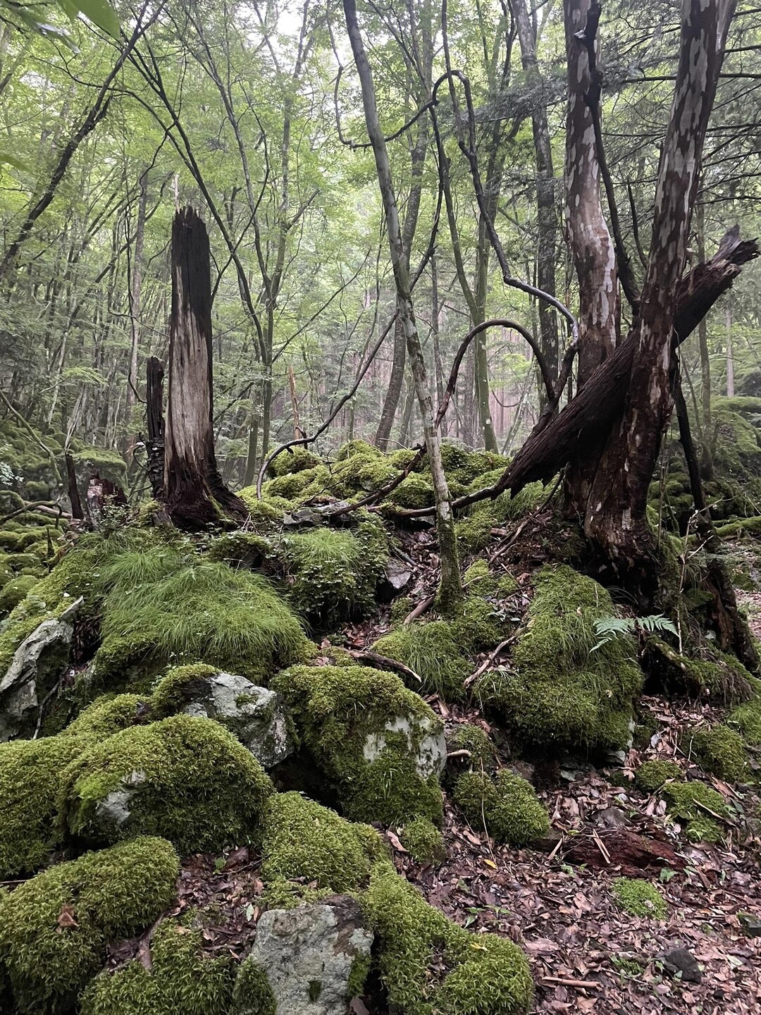 山犬獄・西峰 / HEIGAN さんの山犬嶽の活動データ | YAMAP / ヤマップ
