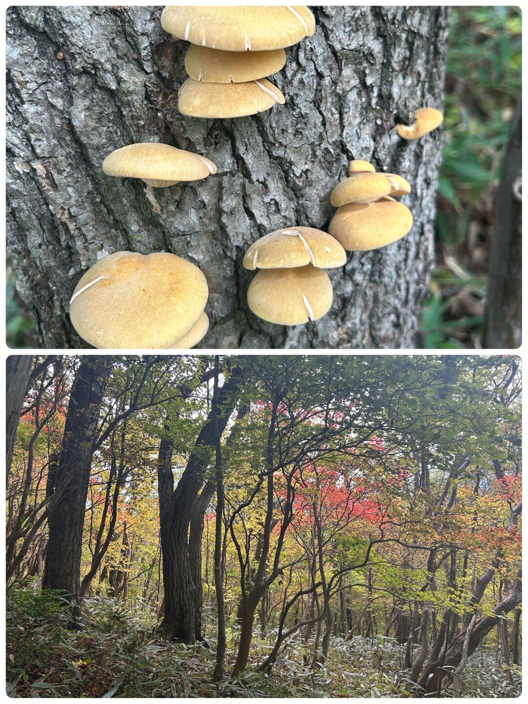 七五六山・あけら山・青麻山 / carolさんの青麻山の活動データ | YAMAP / ヤマップ