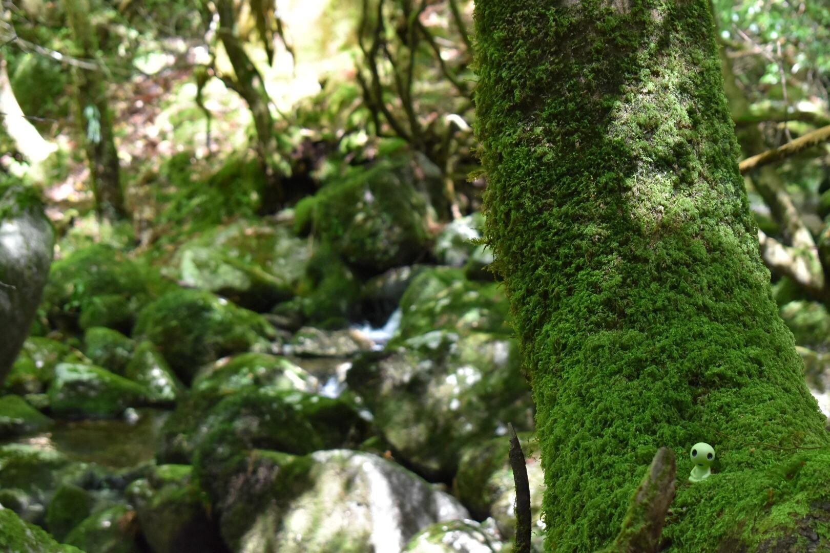 屋久島・縄文杉トレッキング R5.5.1 / ヨッシーさんの屋久島・宮之浦岳の活動データ | YAMAP / ヤマップ