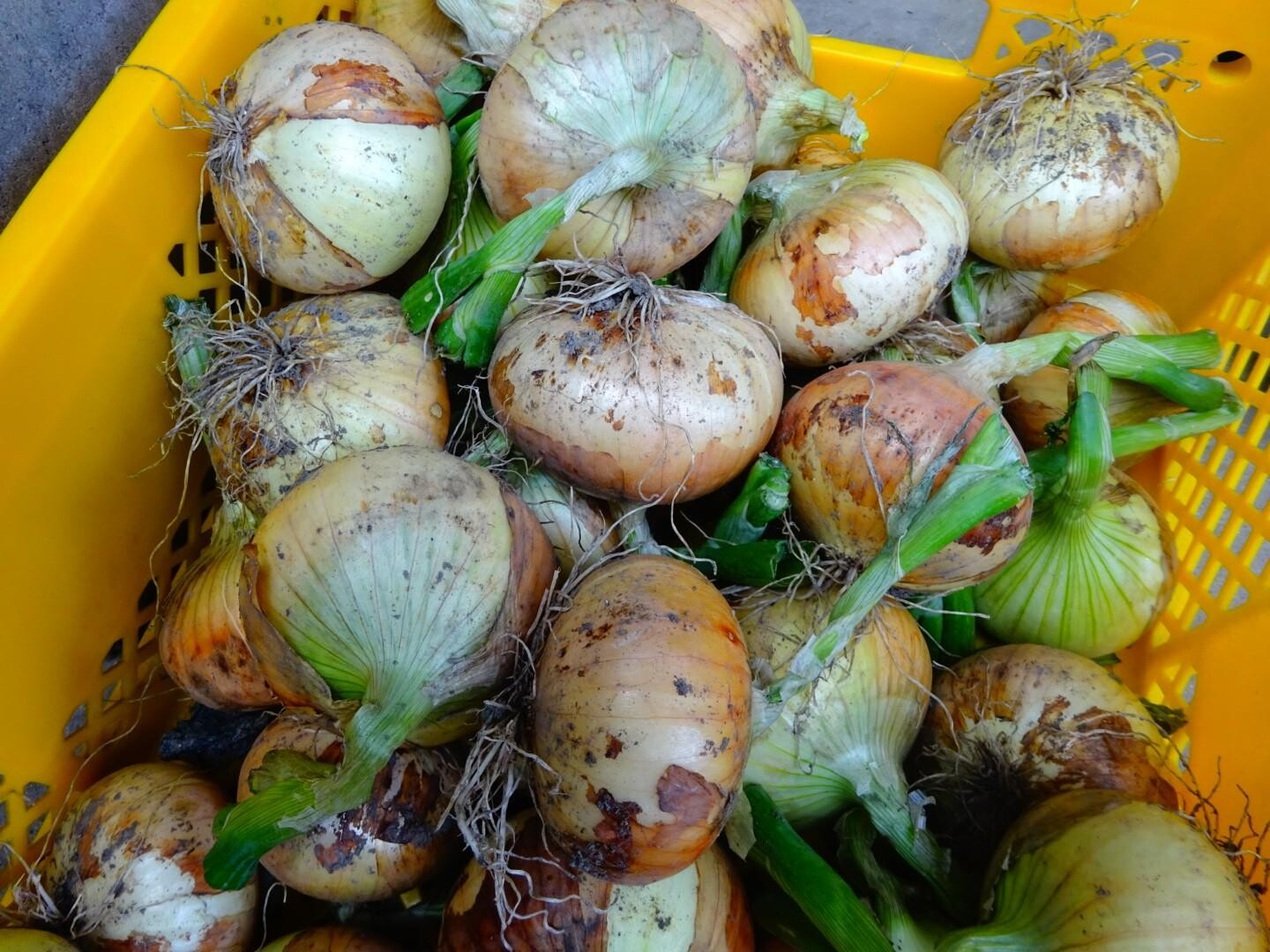 雨降り前に収穫完了した極早生タマネギ。そ... / GREENさんのモーメント | YAMAP / ヤマップ