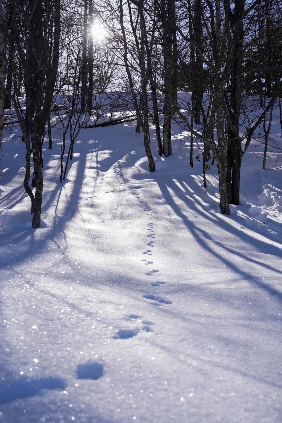 アカノラ山・入笠山 / Yutaさんの入笠山の活動データ | YAMAP / ヤマップ