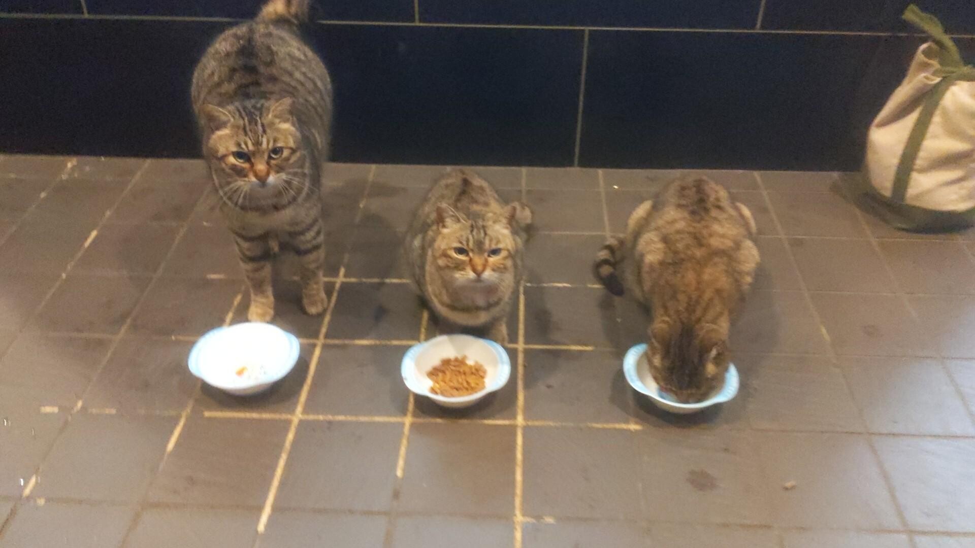 本日☔のニャンコたち🐾 今夜は親子3匹... / by hideさんのモーメント | YAMAP / ヤマップ