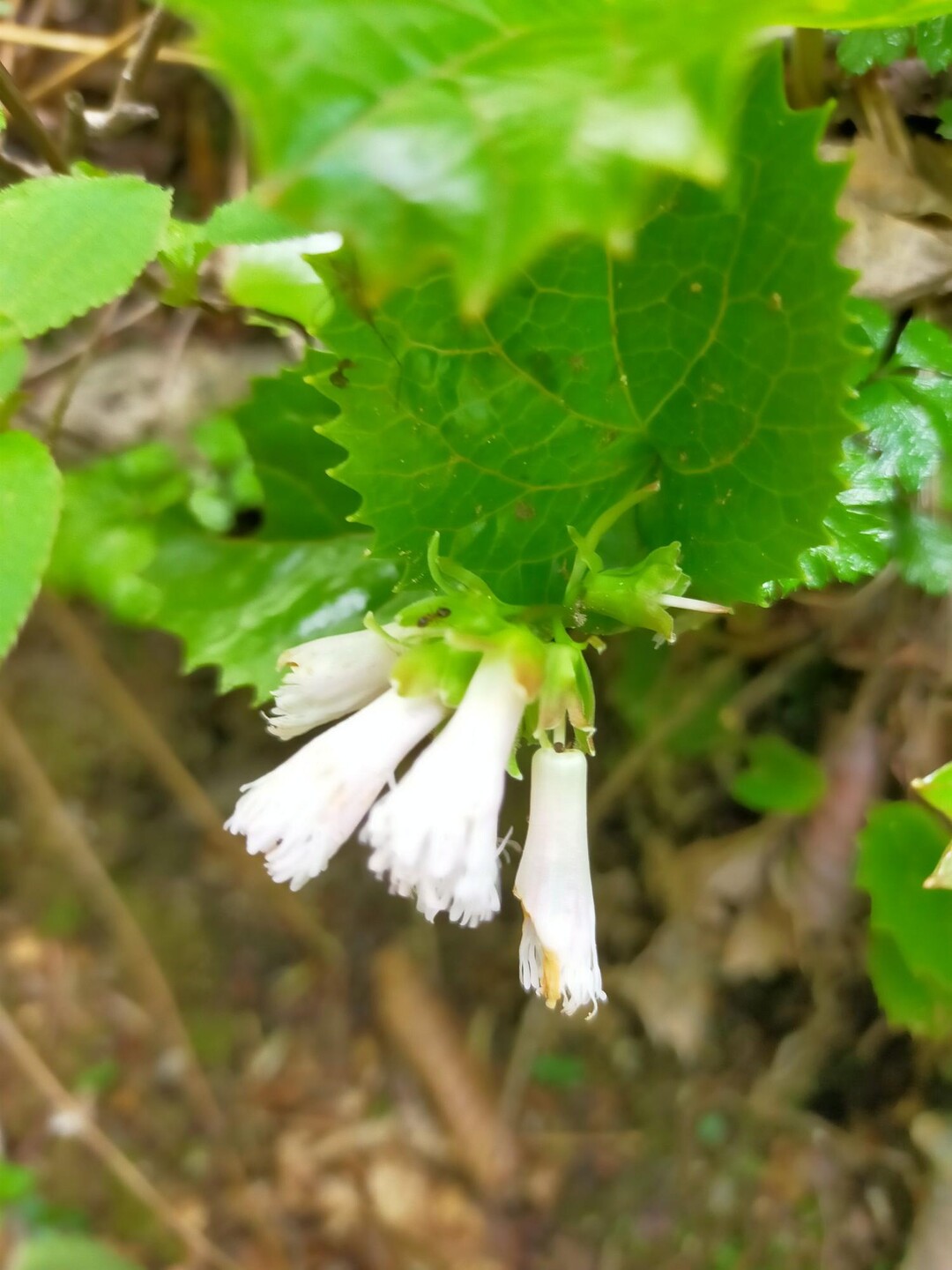 烏谷山、比良岳、打見山 / bunpakuさんの比良山地・武奈ヶ岳・釈迦岳の活動データ | YAMAP / ヤマップ