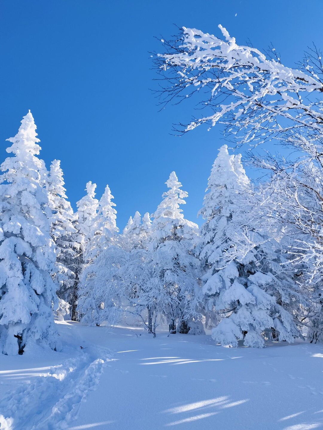 根子岳BC(2024年登り納めと滑り始め) / kooさんの四阿山・根子岳の活動データ | YAMAP / ヤマップ