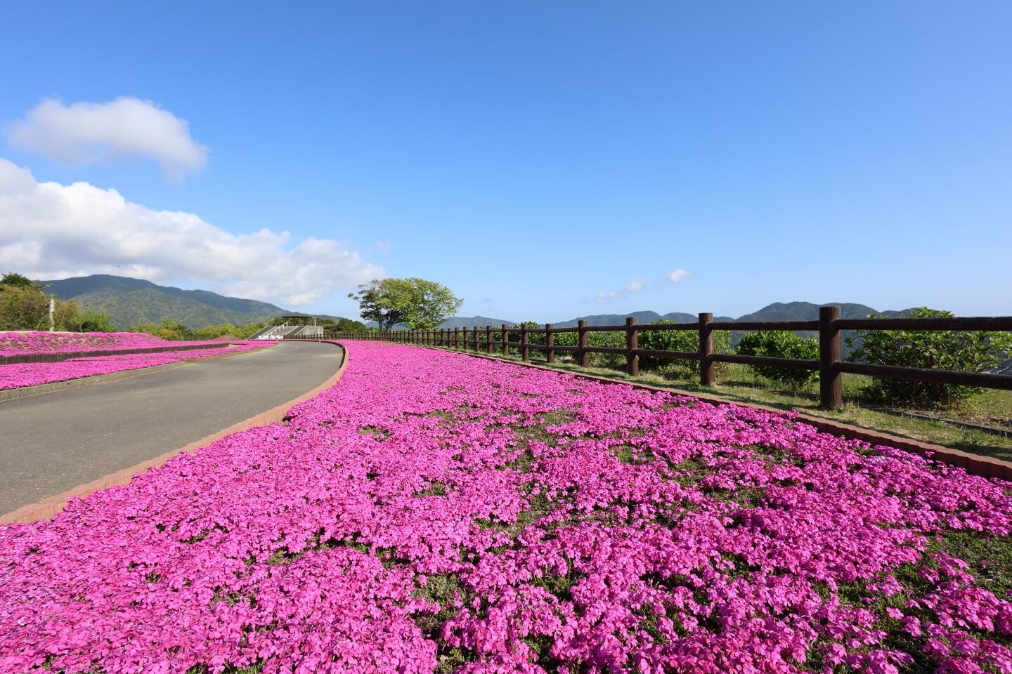 空の展望所で芝桜 / miippさんの元越山・色利山・石槌山の活動データ | YAMAP / ヤマップ