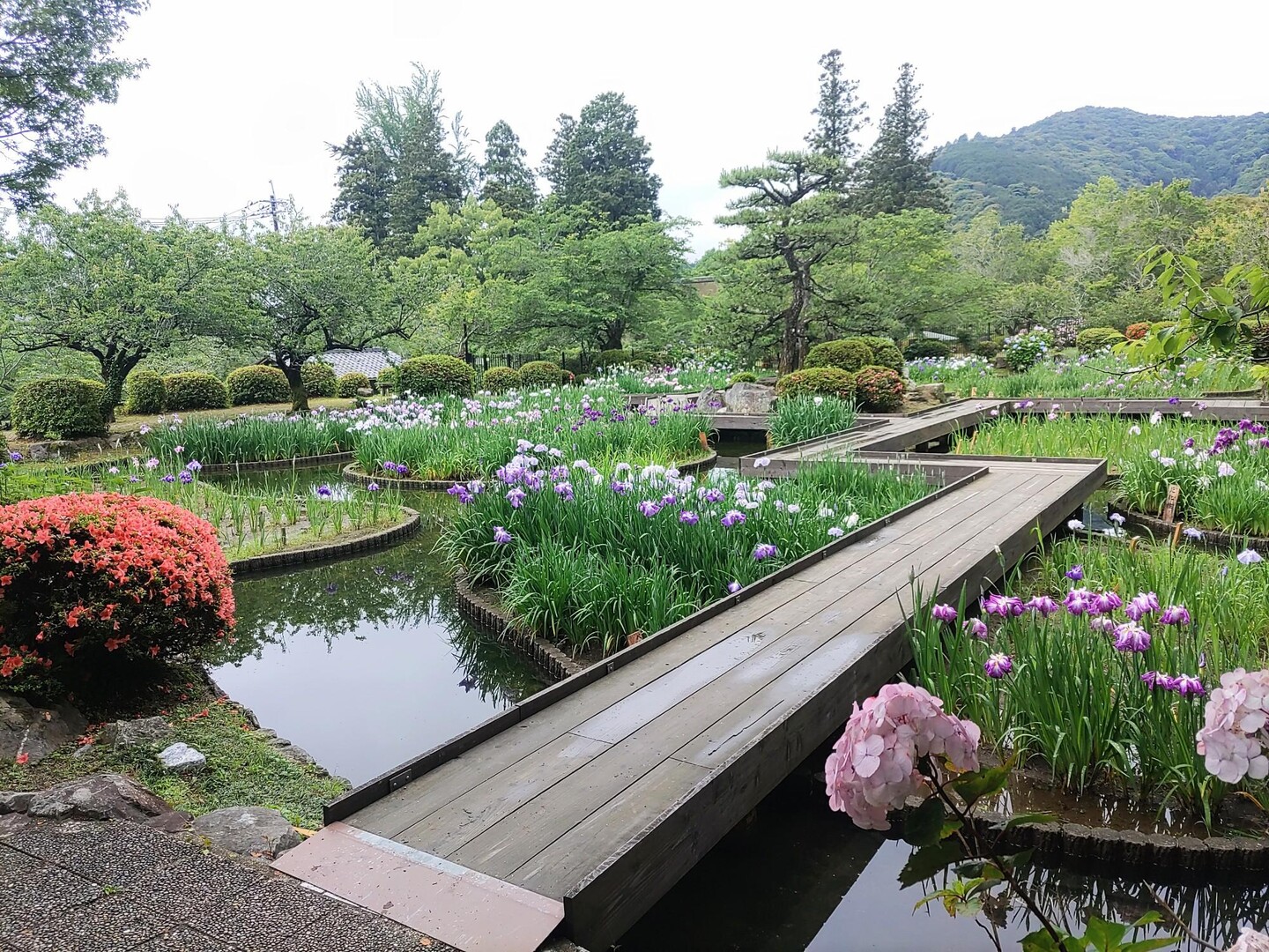 雨上がりの菖蒲園・吉香公園 岩国市-2023-6-7 / Ponさんの米山・大応山の活動データ | YAMAP / ヤマップ