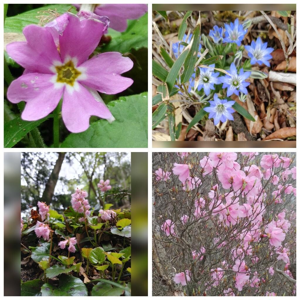 イワザクラ探しに鎌ヶ岳へ / N-JUNさんの御在所岳（御在所山）・雨乞岳の活動データ | YAMAP / ヤマップ