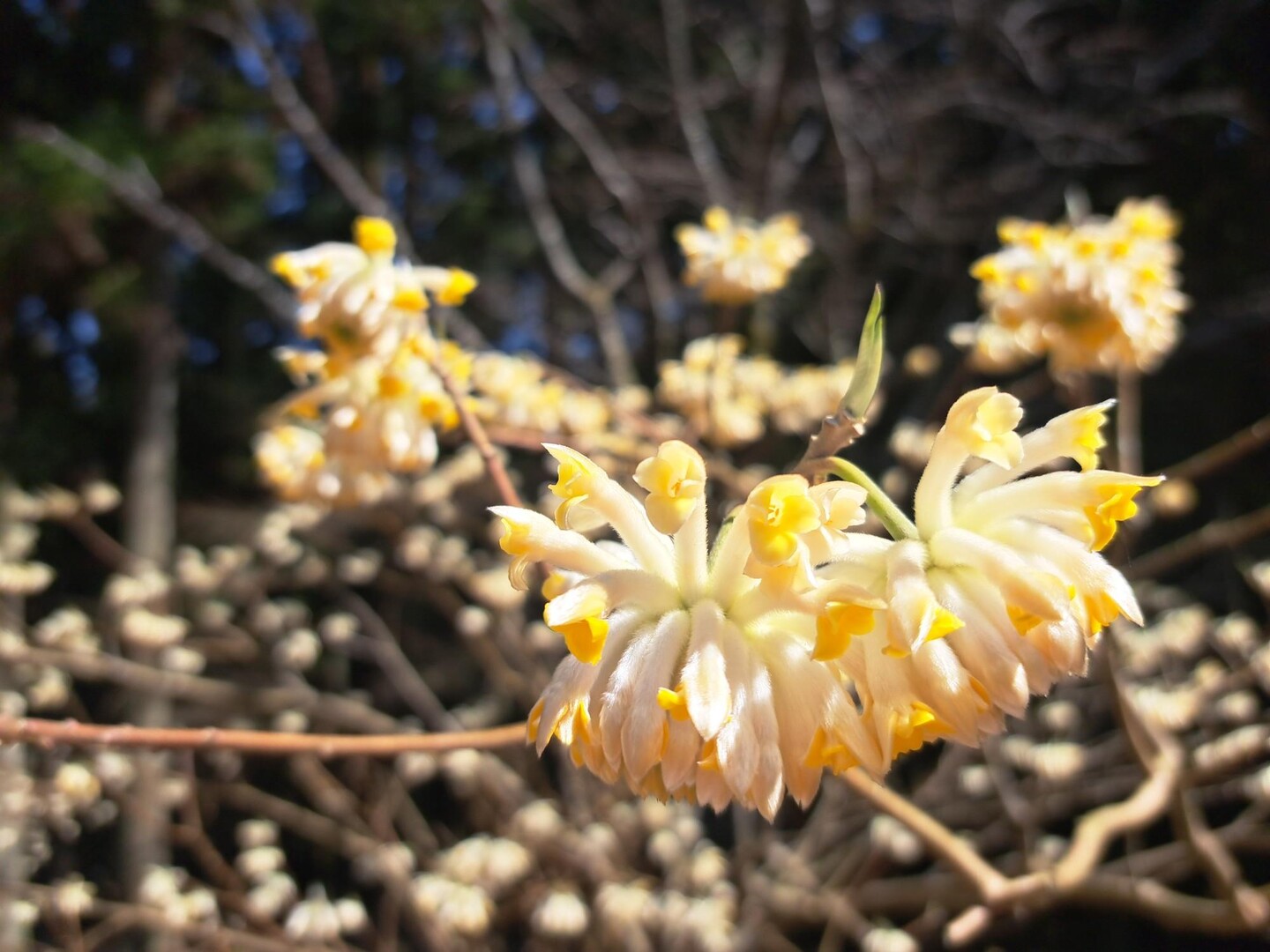 犬ヶ岳・求菩提山 / shihoさんの犬ヶ岳・求菩提山の活動データ | YAMAP / ヤマップ