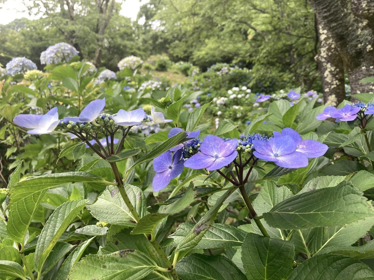 週末、折角の晴れなのに所用が重なり、山行... / yamatubakiさんのモーメント | YAMAP / ヤマップ