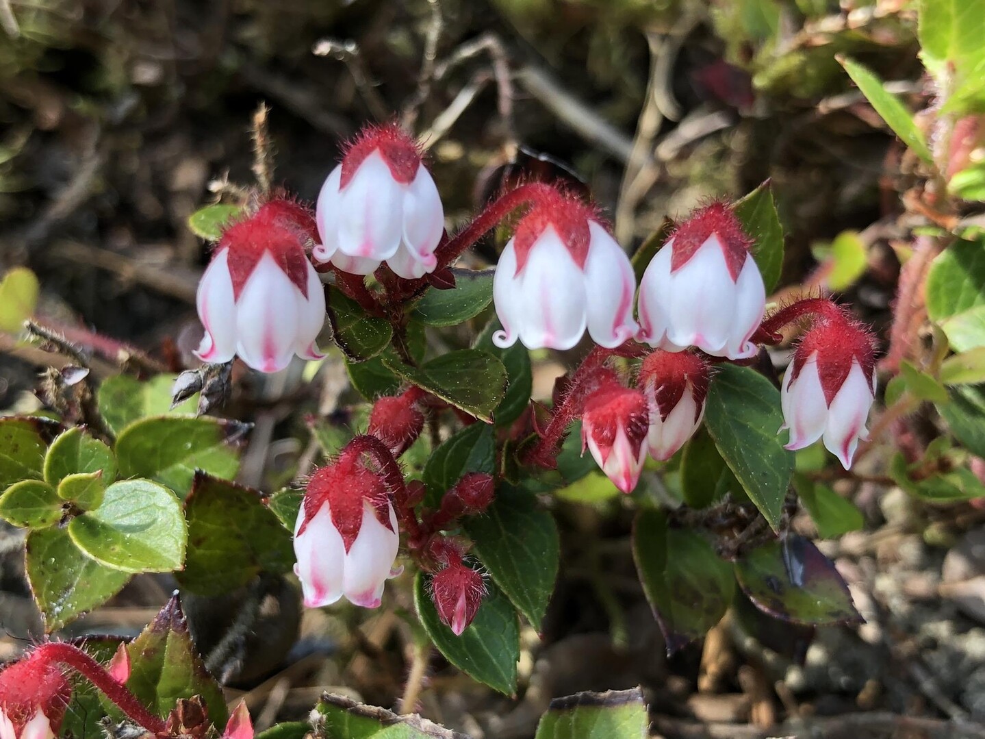 銅山峰・西山・東山・一の森 / CHAさんの東赤石山・西赤石山・物住頭の活動データ | YAMAP / ヤマップ