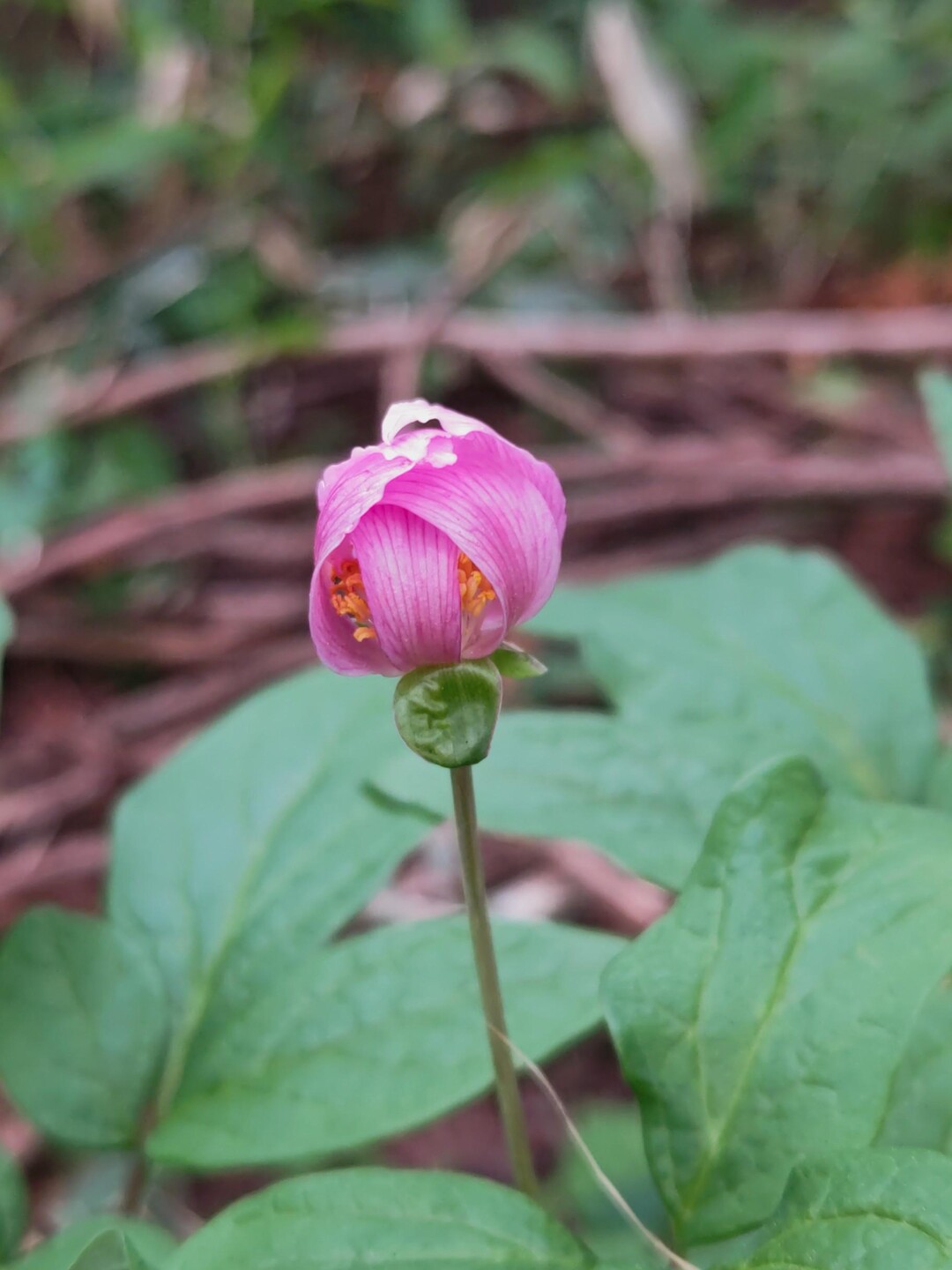 あの娘、咲いたかな 🎵 / koroponさんの高尾山・陣馬山・景信山の活動データ | YAMAP / ヤマップ