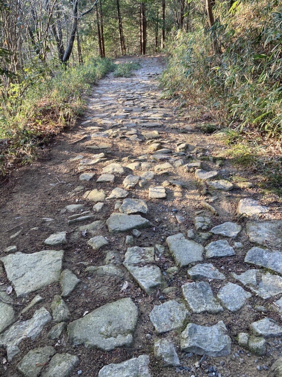 荒神山トレラン / MJさんのランニングの活動データ | YAMAP / ヤマップ