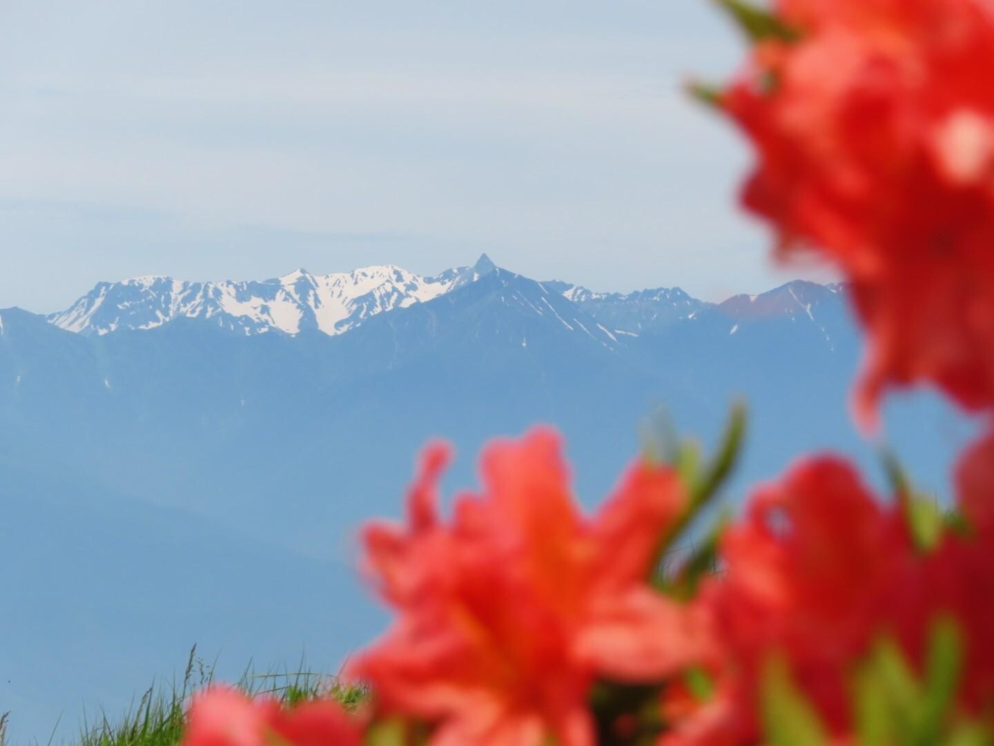 【ゆるっと美ヶ原⑥】苔の森🟩と満開のレンゲツツジ を愛でに🫰 / 𝚊𝚔𝚒𝚋𝚊𝚔𝚘.𝚓𝚞𝚗 ᨒ𖡼.𖤣𖥧さんの美ヶ原の活動データ | YAMAP / ヤマップ