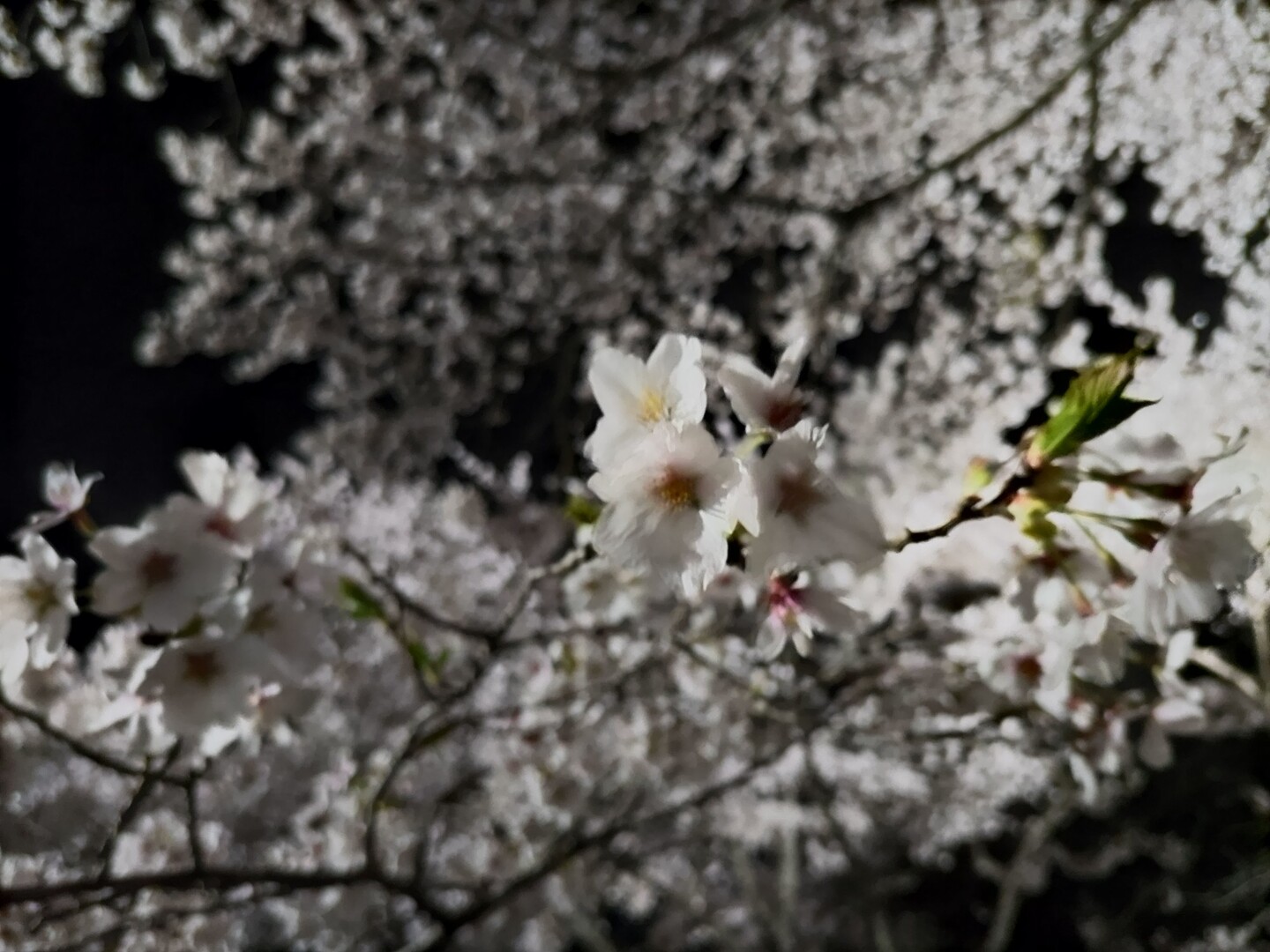 ライトアップされた利府城址（館山公園）の... / drumscoさんのモーメント | YAMAP / ヤマップ