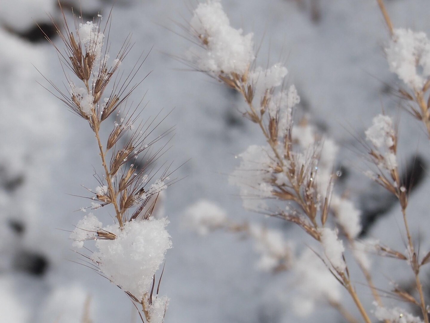 雪さんぽ ️ 朝、仕事に行こうとしたけ... / kayoさんのモーメント | YAMAP / ヤマップ