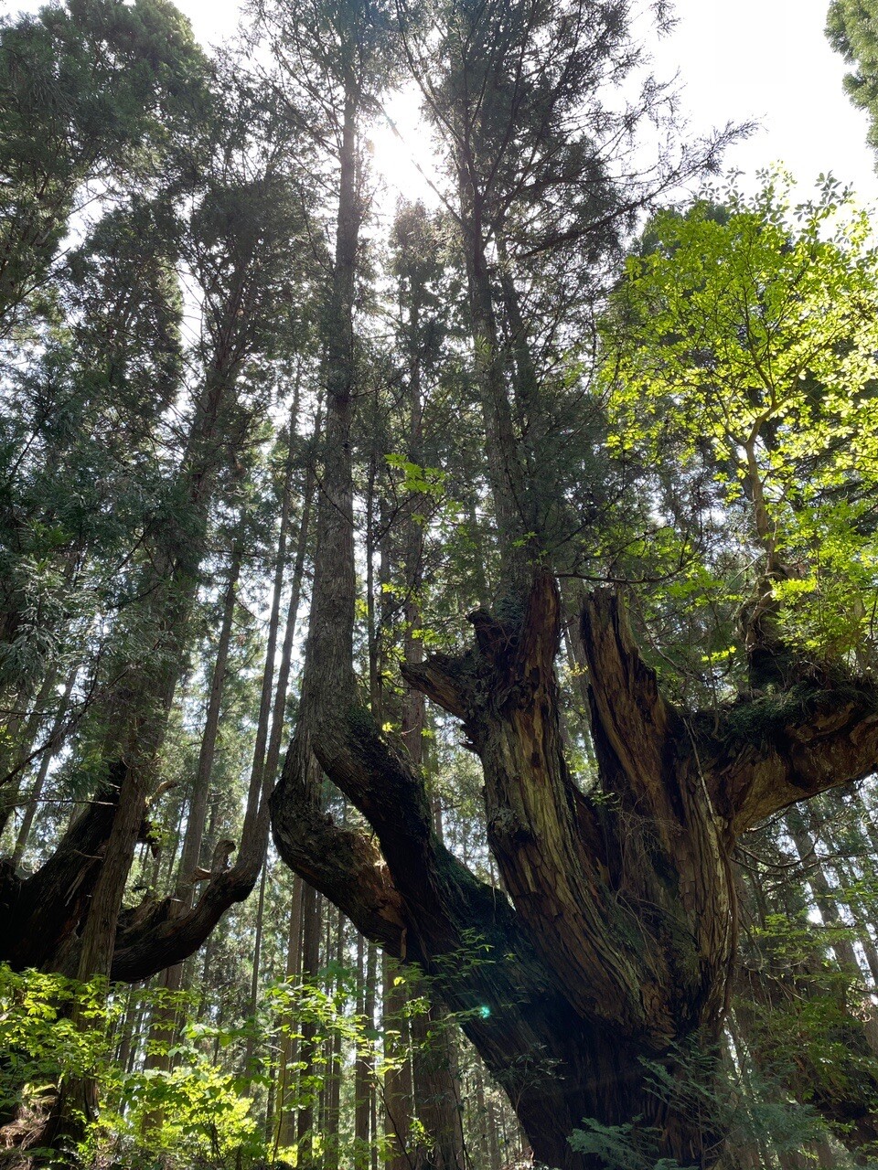 蕪山 / kaz♡mealさんの蕪山の活動データ | YAMAP / ヤマップ