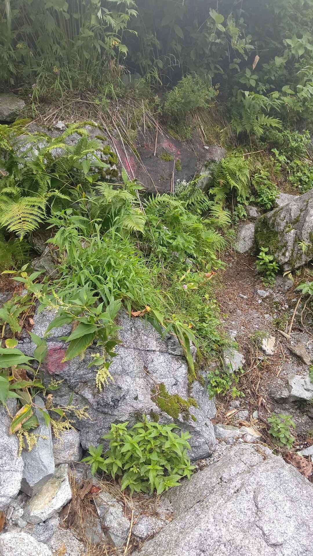 machi@さんの投稿したフィールドメモ | YAMAP / ヤマップ