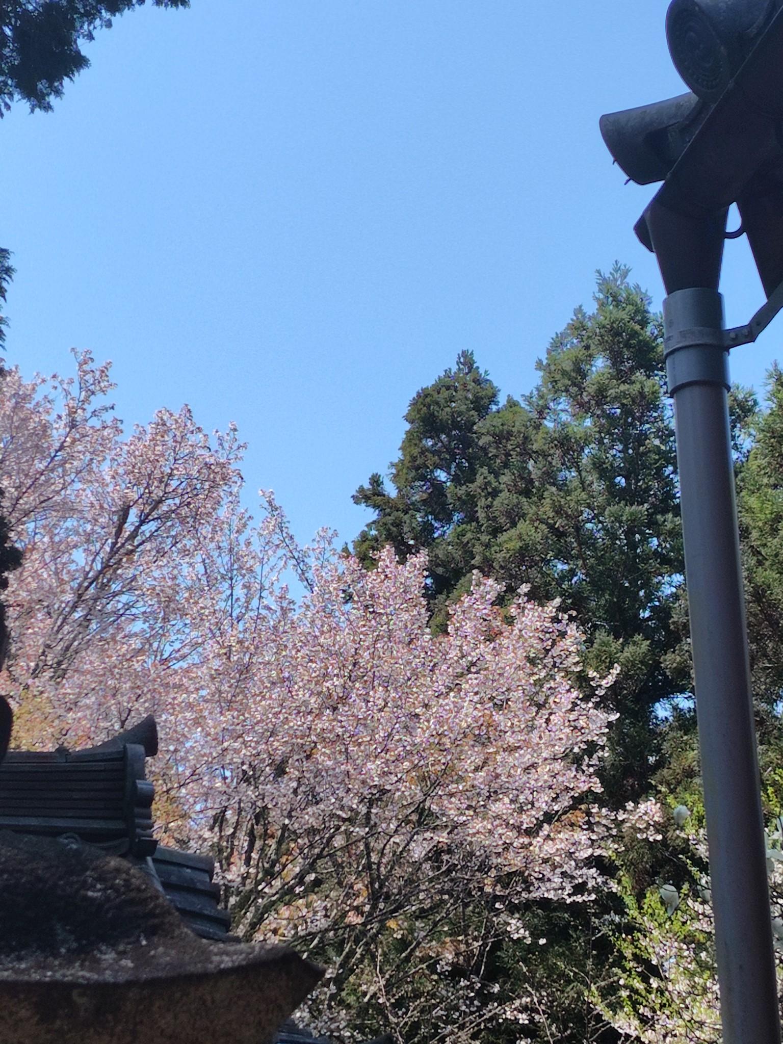 今日は、🚶居ても日陰に入ると未だ肌寒く... / お気楽&串団子🍡純粋&真面目高丸享さんのモーメント | YAMAP / ヤマップ