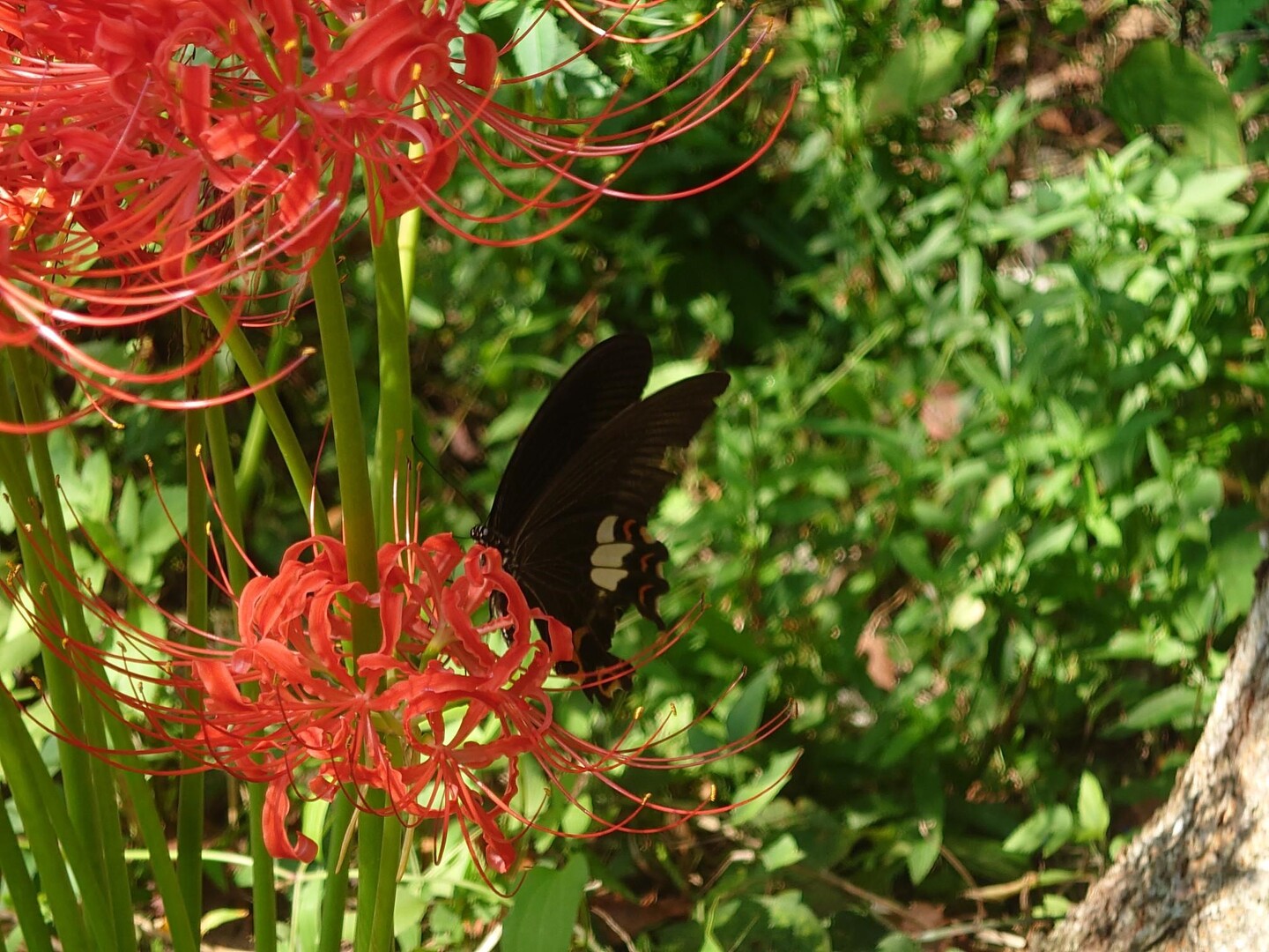 湖上の有人島🏝沖島😺 / bessanさんの琵琶湖・南側の活動データ | YAMAP / ヤマップ
