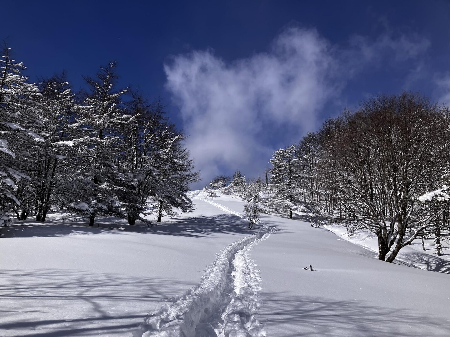 和田山北峰 / 727Kさんの鉢伏山・高ボッチ山・三峰山の活動データ | YAMAP / ヤマップ