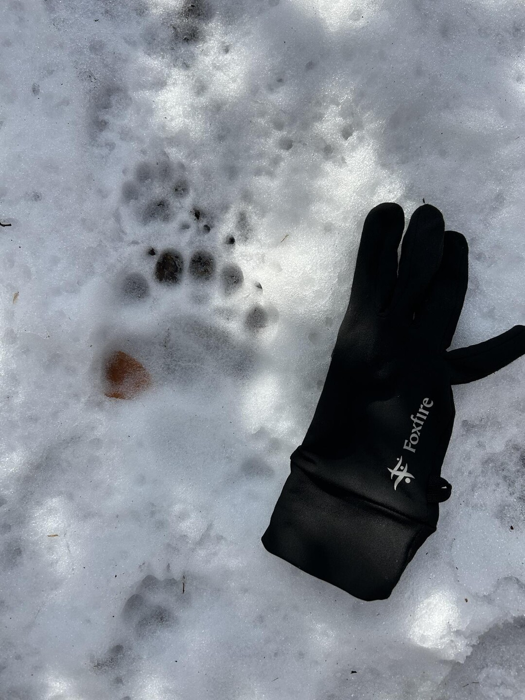 蔵王かよう会山始め：青麻山界隈 / carolさんの青麻山の活動日記 | YAMAP / ヤマップ