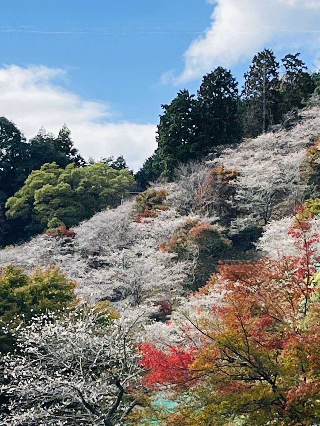 小原ふれあい公園と川見四季桜の里 / gumiさんのウォーキングの活動データ | YAMAP / ヤマップ