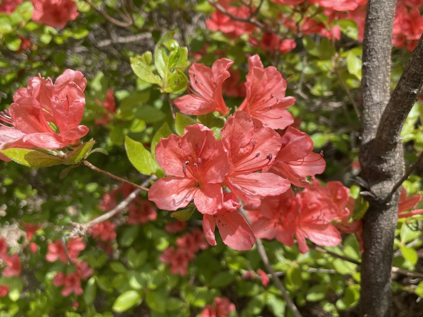 五葉山・五葉山(日の出岩) / neroさんの五葉山・愛染山の活動データ | YAMAP / ヤマップ