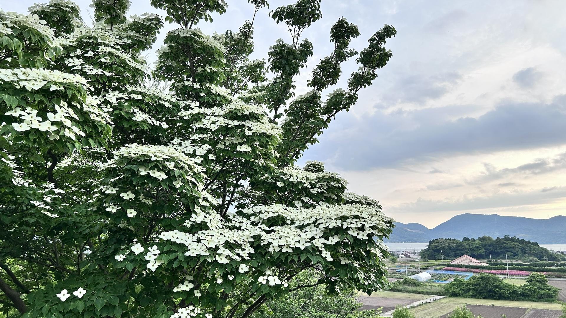 芳香な大塚山⛰️Hanapᨒ𖡼.𖤣𖥧 / Mocoさんの滝空山・三坂山・枕木山の活動データ | YAMAP / ヤマップ