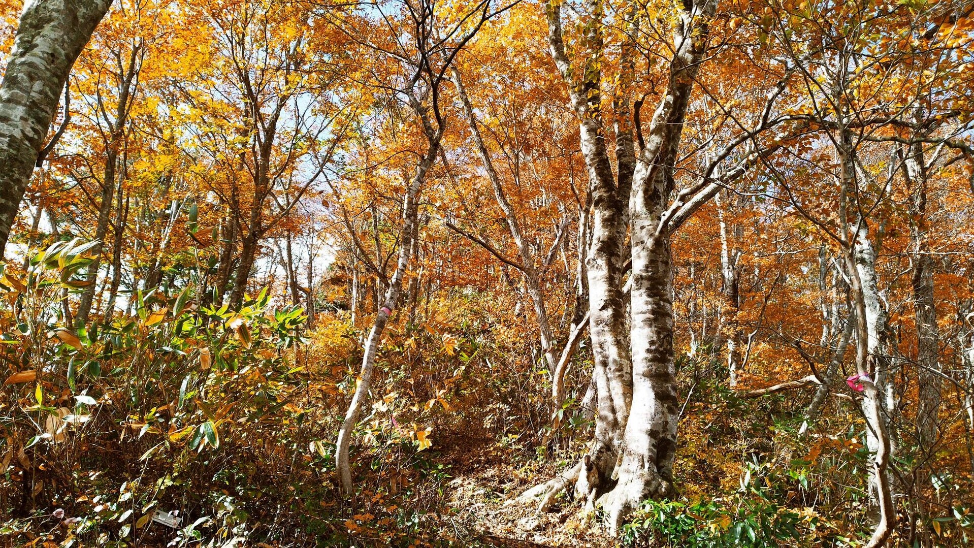 開通したての登山道を征く 日照岳 / LIONさんの日照岳の活動データ | YAMAP / ヤマップ