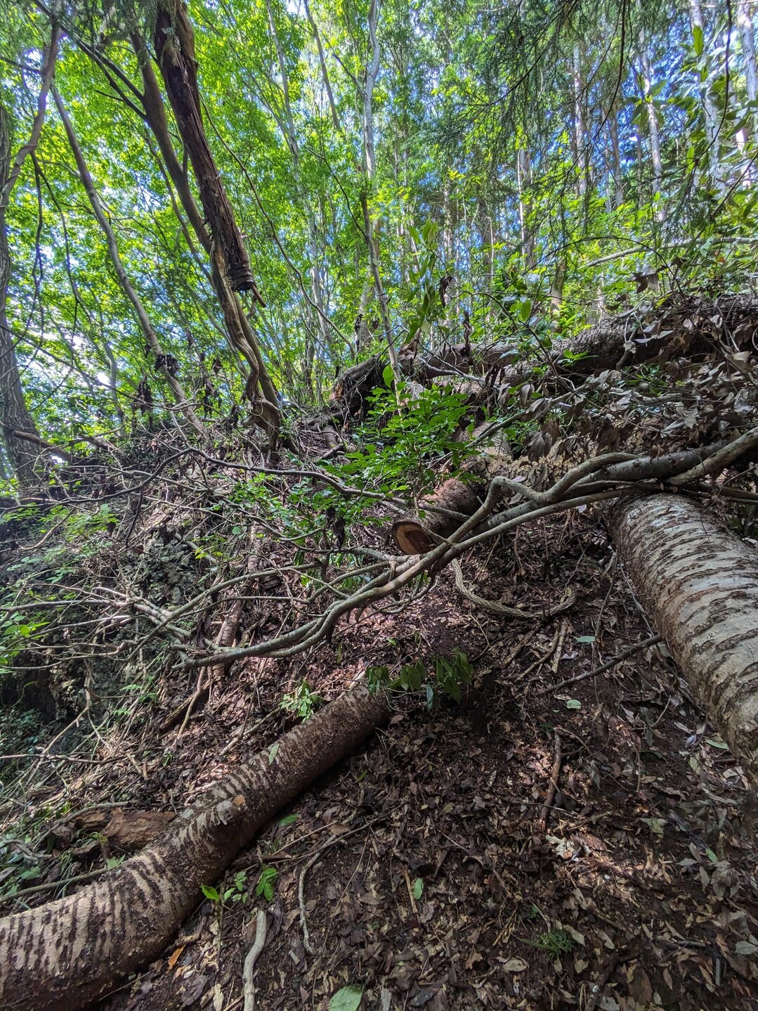 Joeさんの投稿したフィールドメモ | YAMAP / ヤマップ