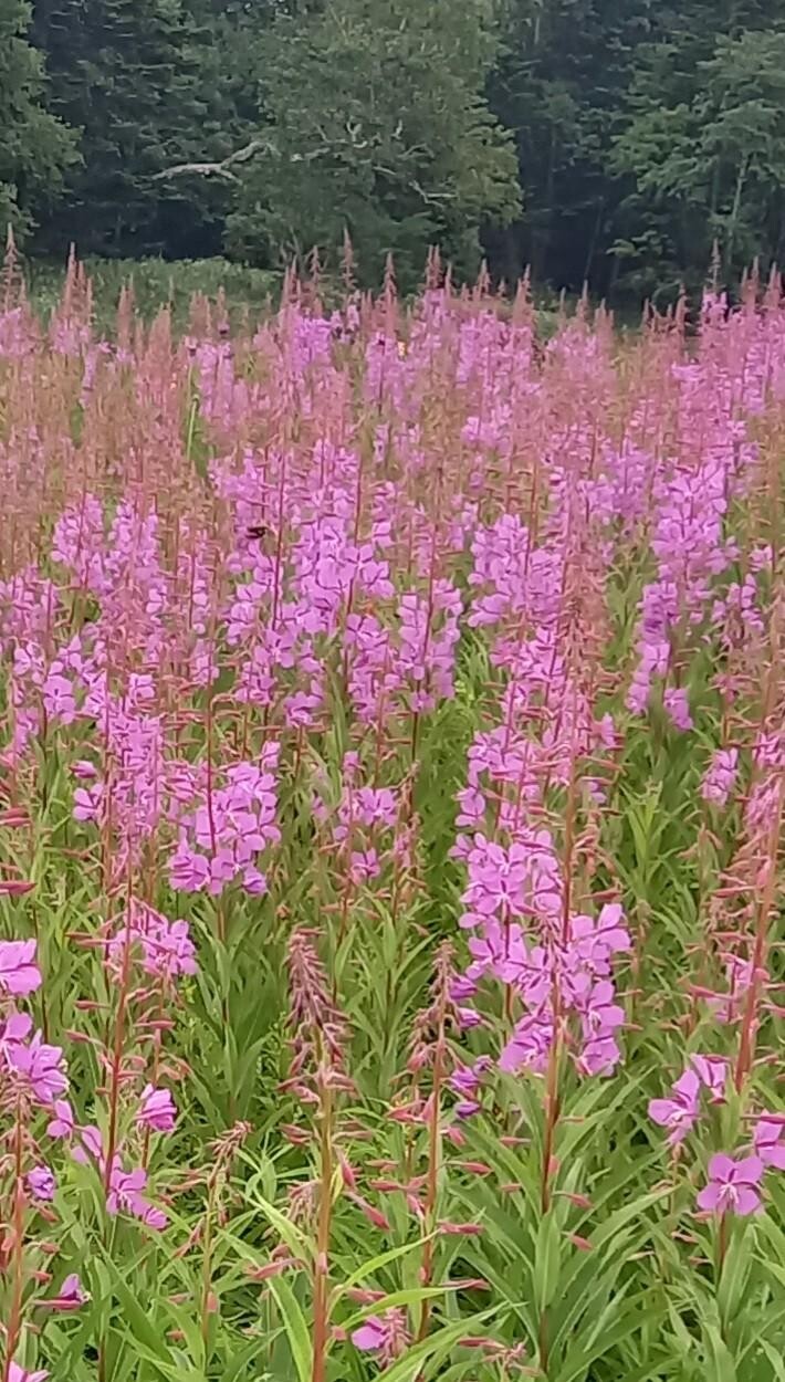 東館山 (遠征3日目) / Tsubuyanさんの焼額山の活動データ | YAMAP / ヤマップ