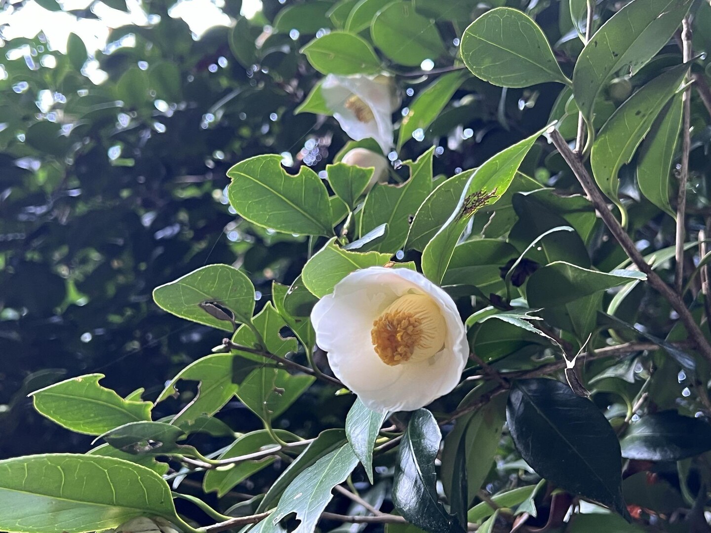 二上山(雌岳)にツバキ咲く🌺 / sinoさんさんの金剛山・二上山・大和葛城山の活動データ | YAMAP / ヤマップ