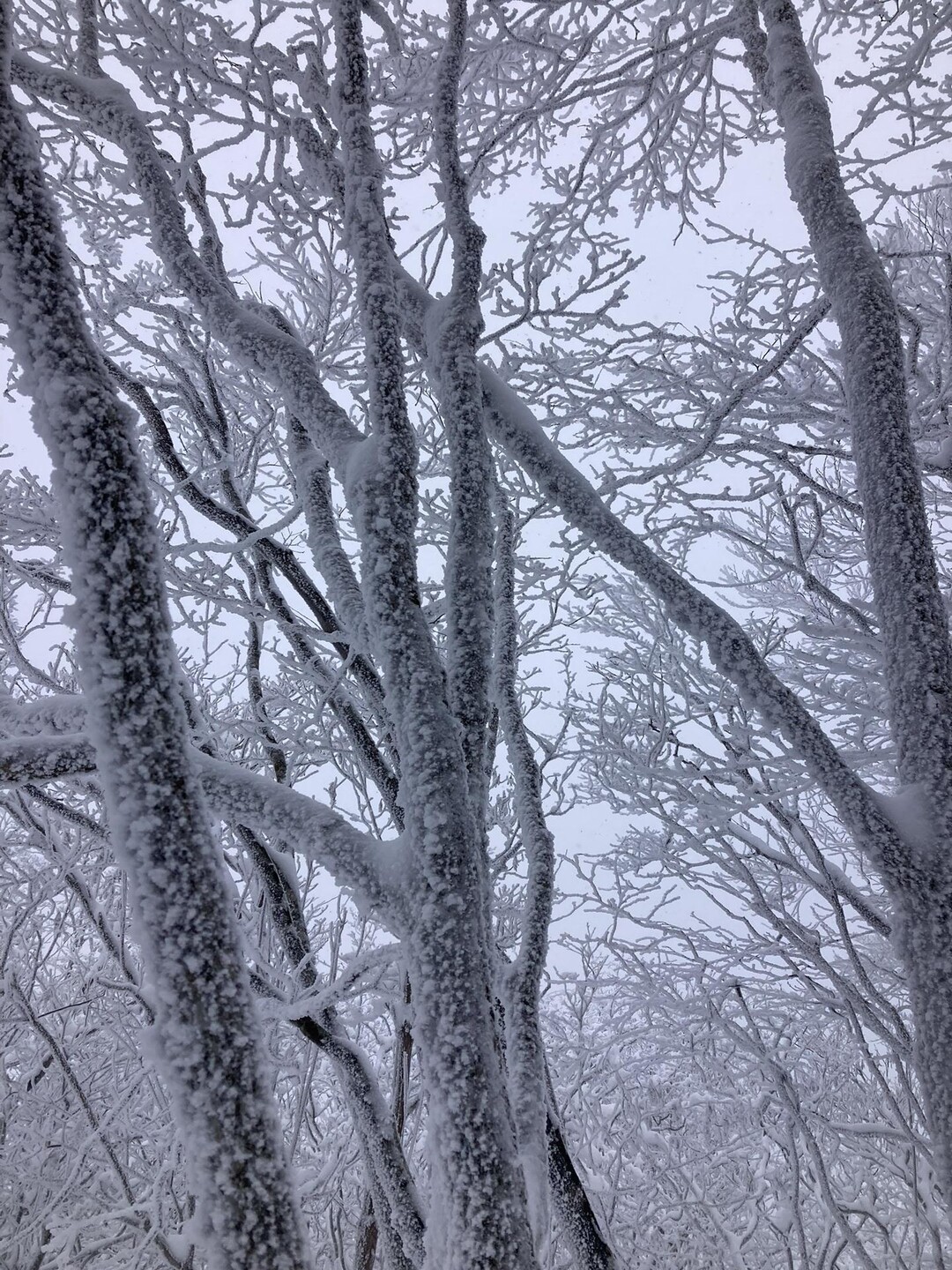 2024/1/25 天女舞 めちゃくちゃ... / mariさんのモーメント | YAMAP / ヤマップ