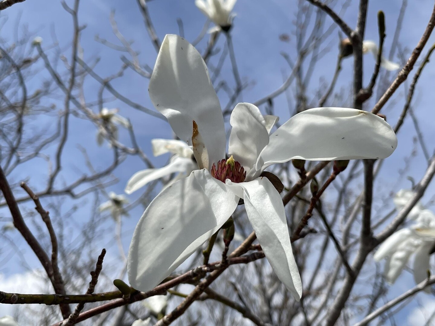 蕪山 / hamiさんの蕪山の活動日記 | YAMAP / ヤマップ