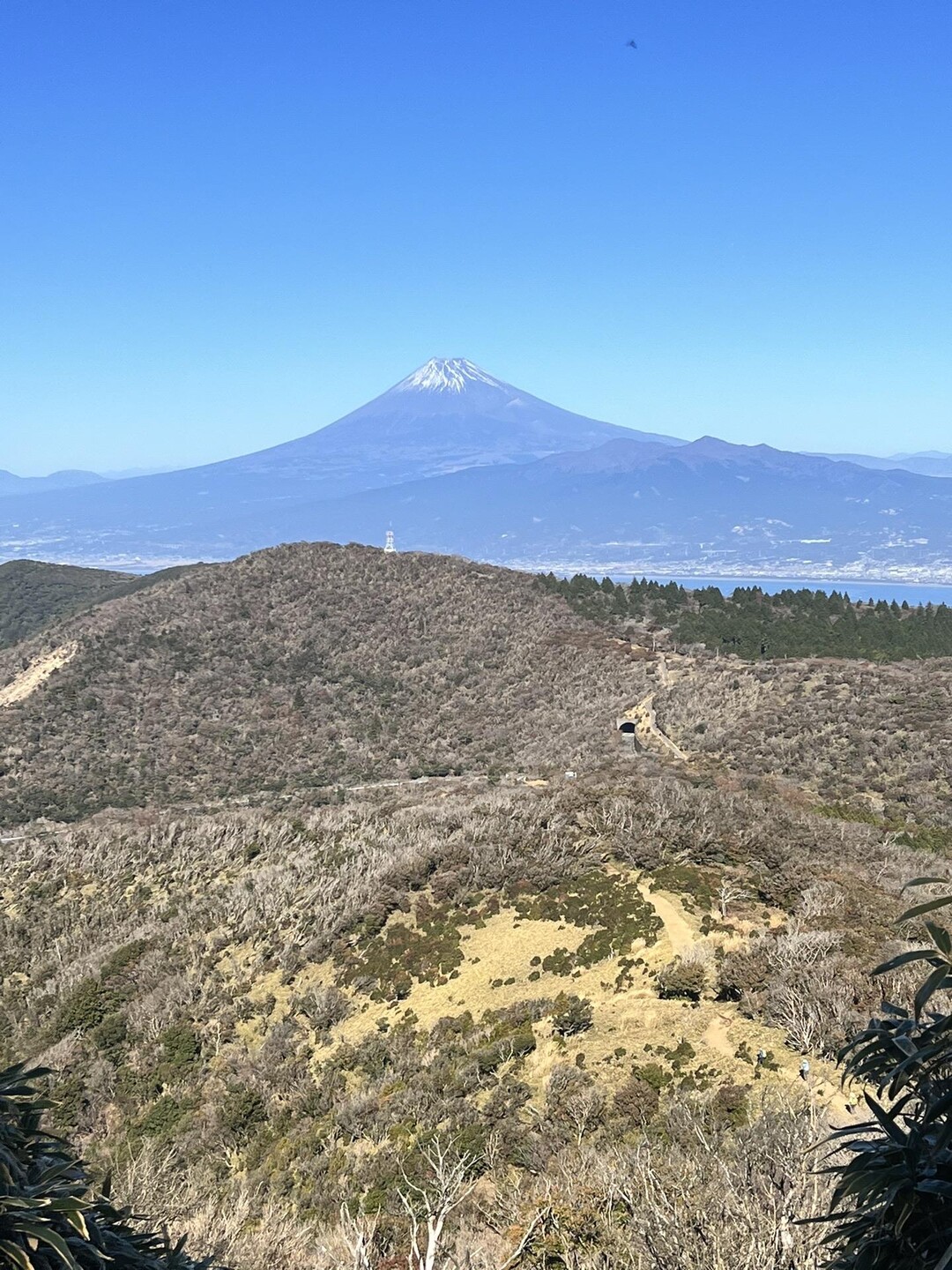 金冠山・小達磨山・達磨山 / Monica さんの金冠山・達磨山・葛城山の活動データ | YAMAP / ヤマップ