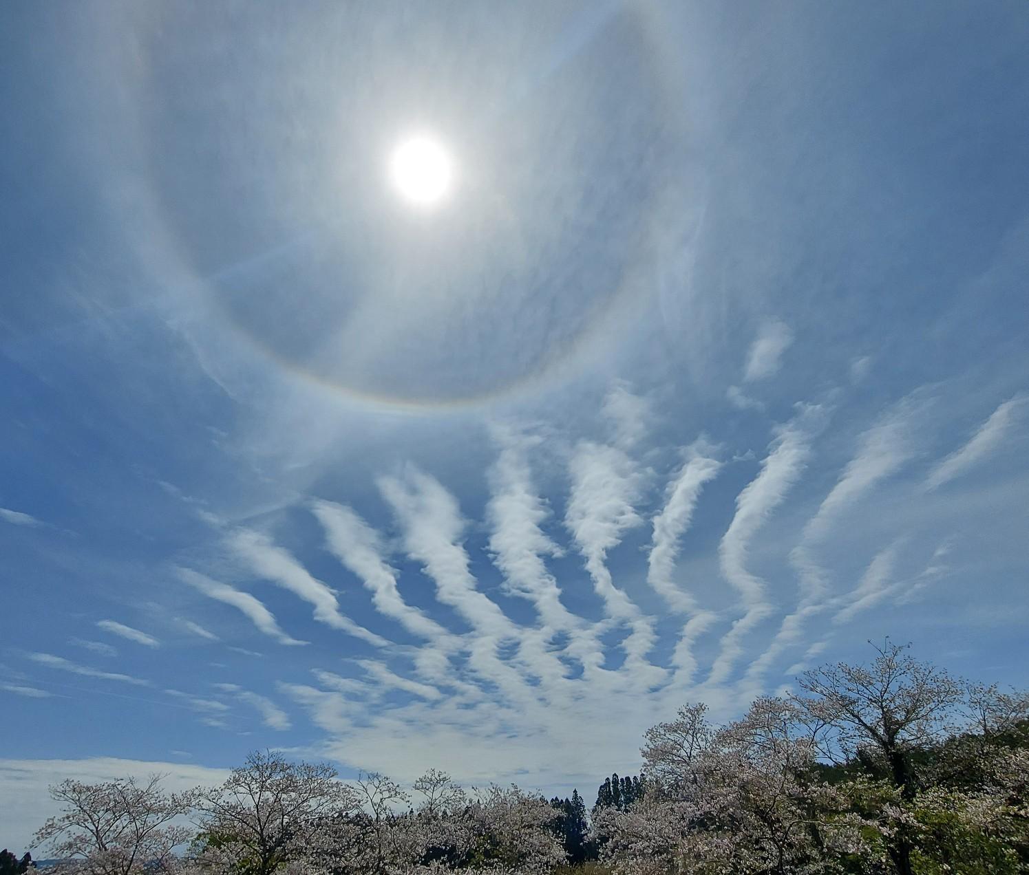 西都原の高取山🌸 / derainandreさんの西都市の活動データ | YAMAP / ヤマップ