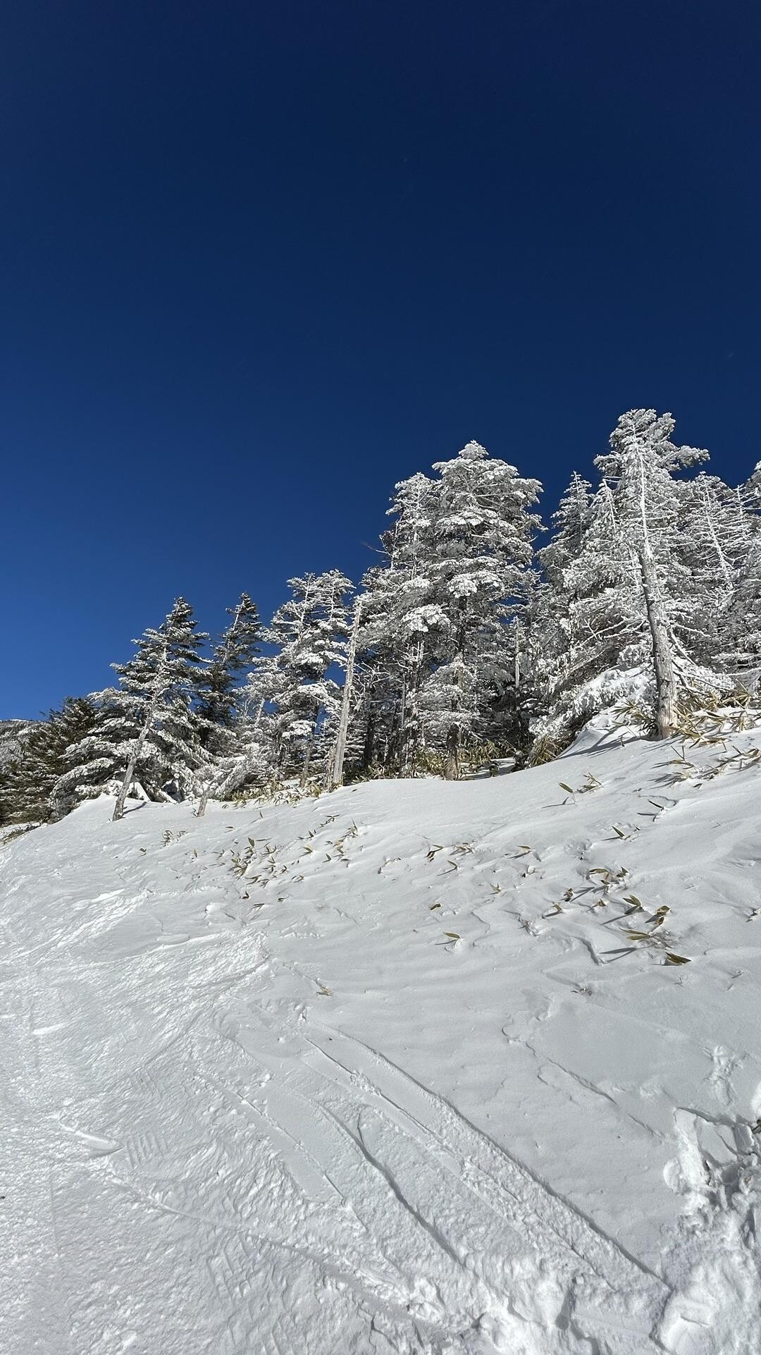 北八ヶ岳ピラタススキー場に行って来ました... / hiroさんのモーメント | YAMAP / ヤマップ