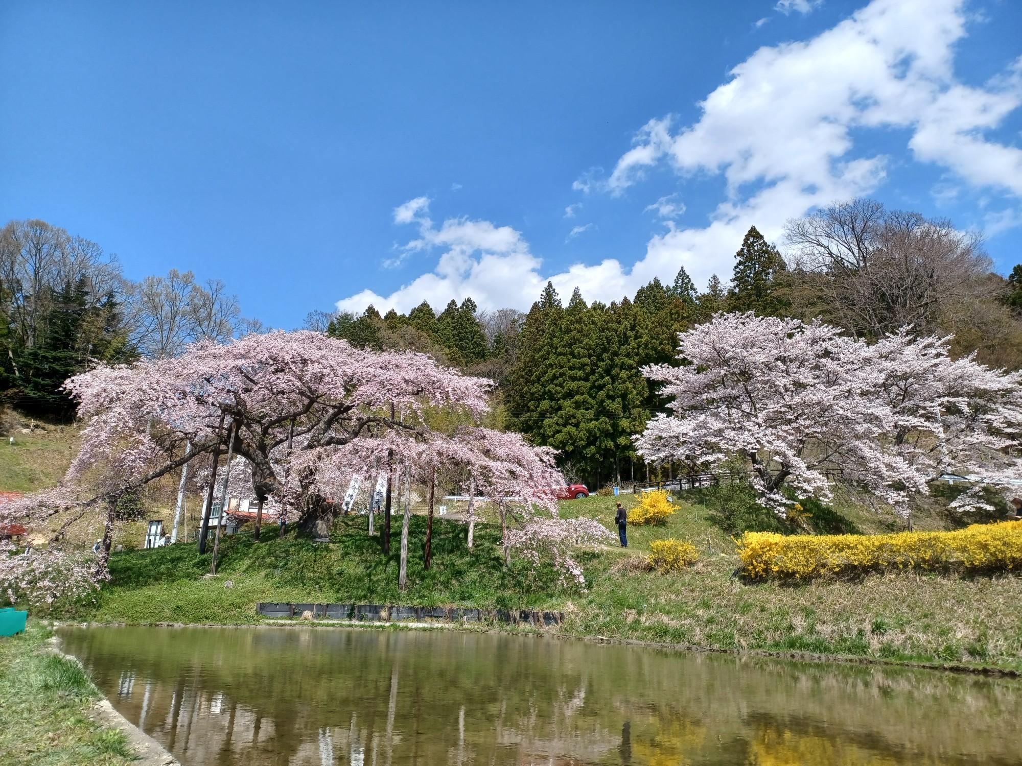 昨日の、中島の地蔵桜🌸 東和の道の駅で... / junさんのモーメント | YAMAP / ヤマップ