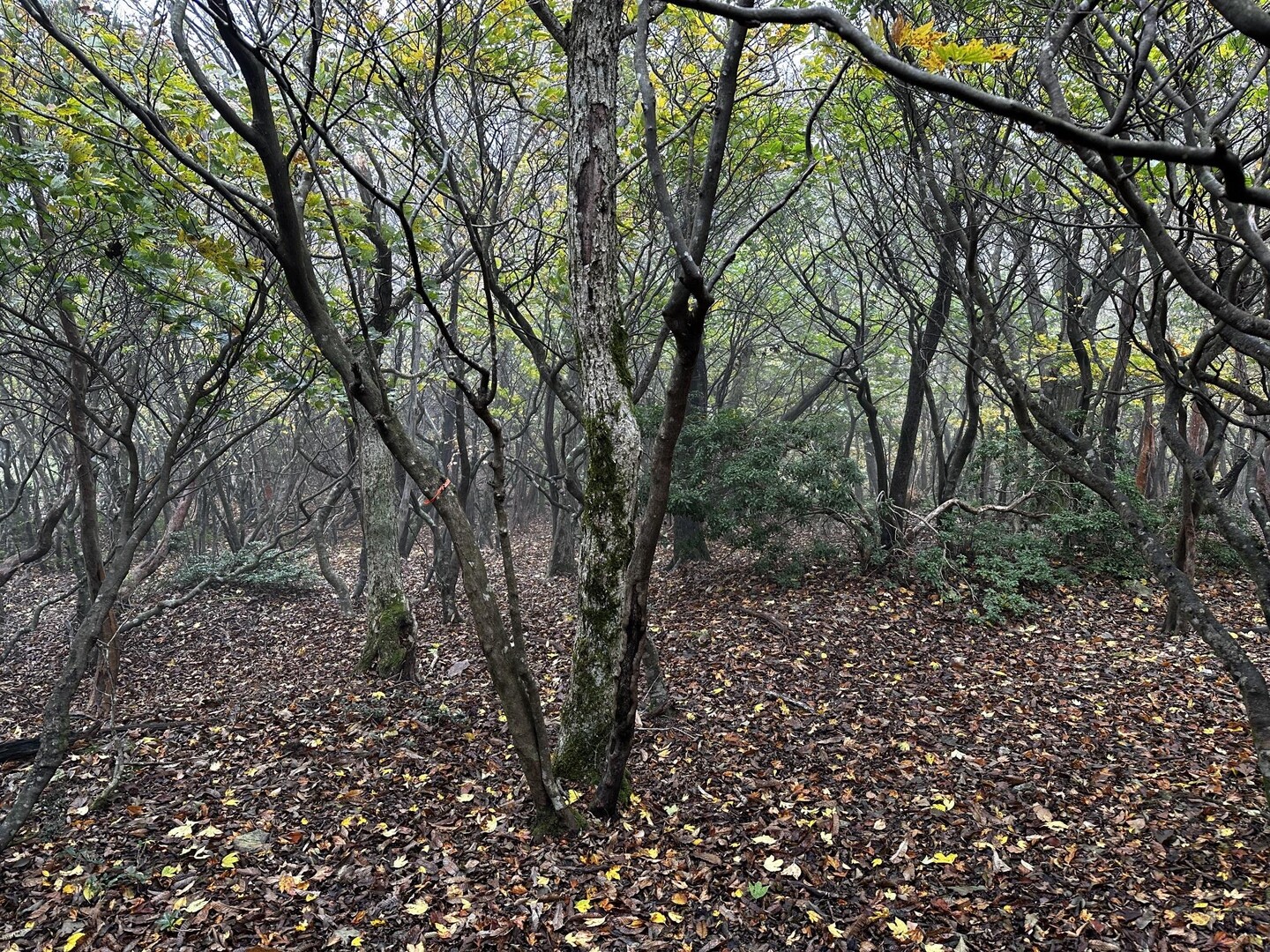 podoryさんの投稿したフィールドメモ | YAMAP / ヤマップ