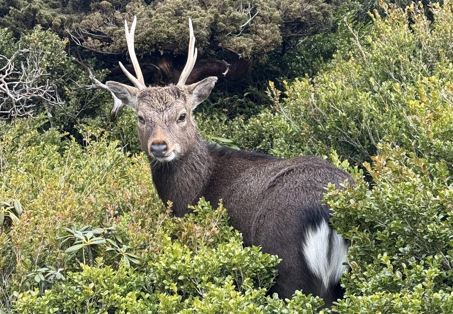 栗生岳・宮之浦岳 / fire.extinguishさんの屋久島・宮之浦岳の活動データ | YAMAP / ヤマップ