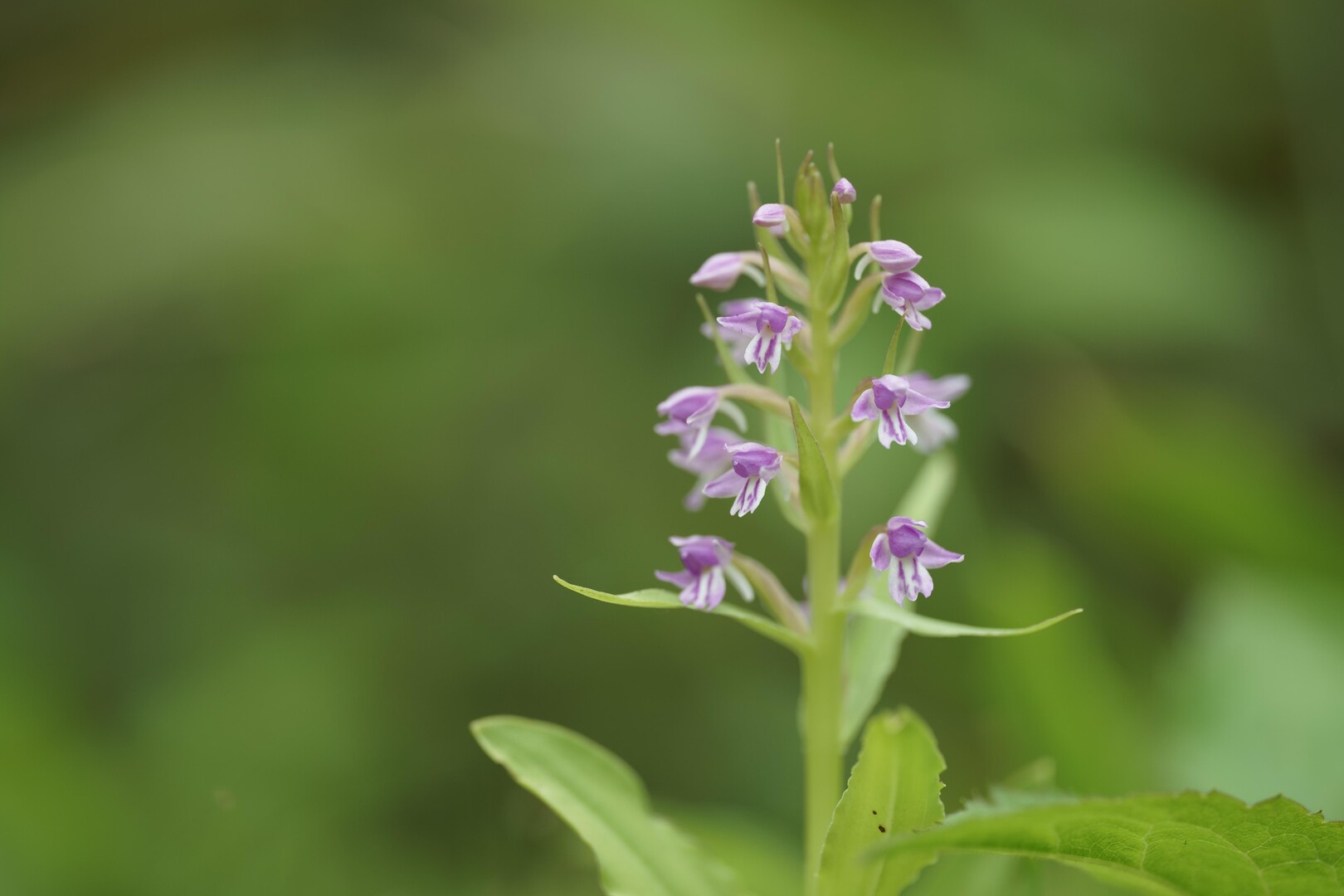 乗鞍岳の麓⛰️お花を楽しみ今日ものんびり歩いてみる / estudioさんの乗鞍岳の活動データ | YAMAP / ヤマップ