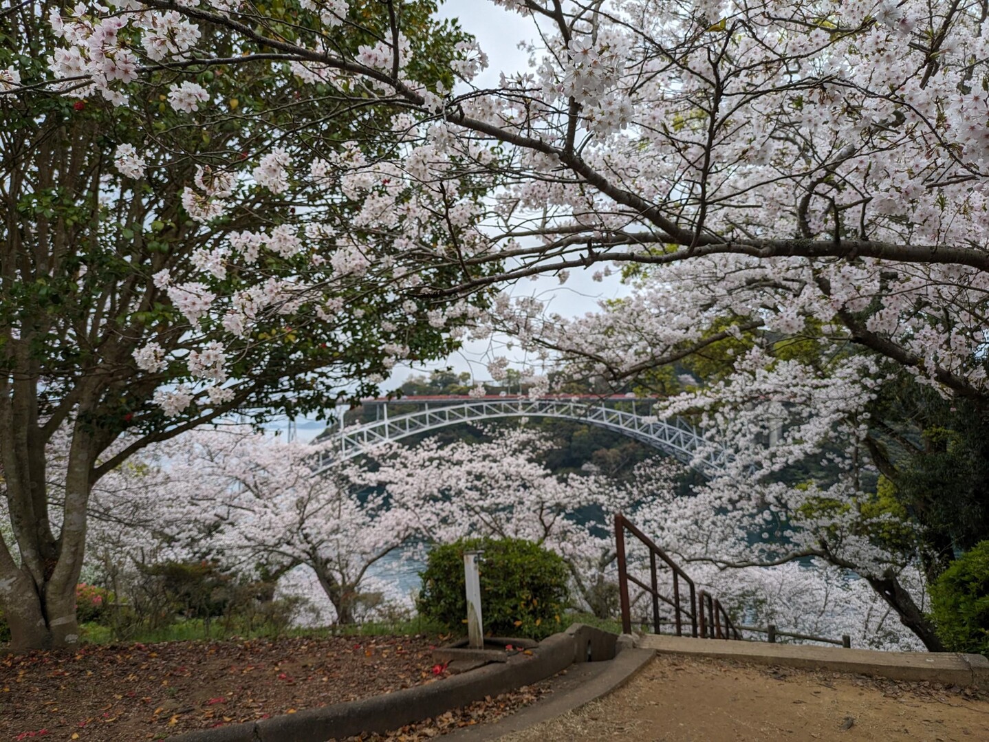 R6.4.（火）いっきに満開🌸ザクラ ... / ゆきさんのモーメント | YAMAP / ヤマップ